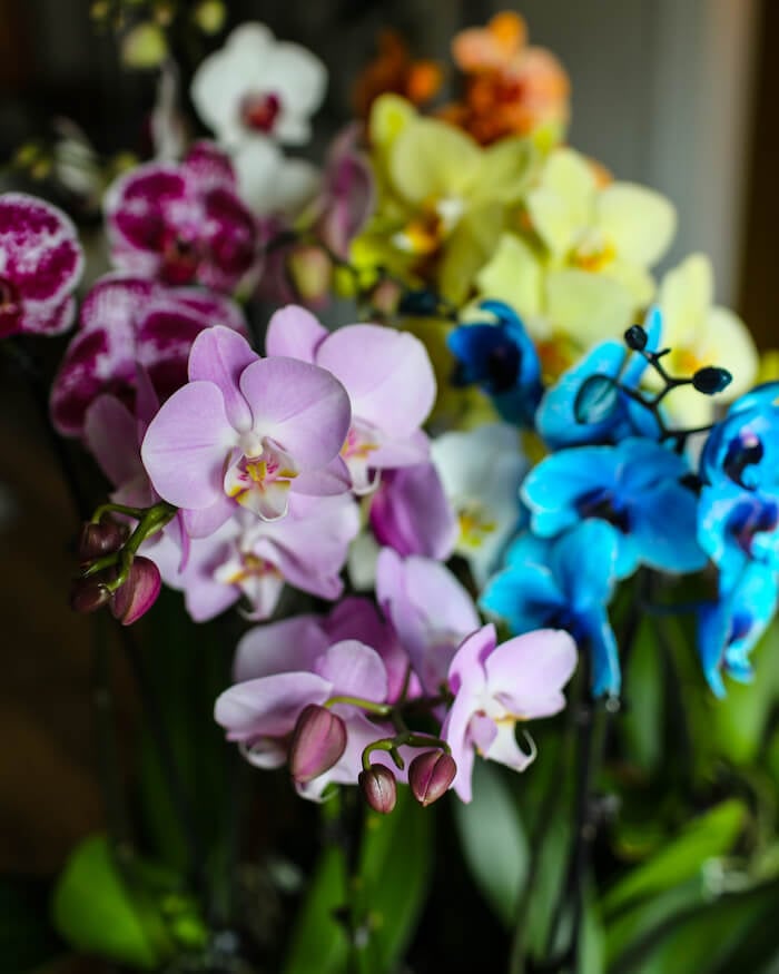 Orchid Colors What They Symbolize and Their Meaning